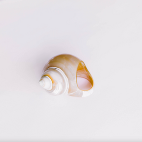 The Ocean Life Shell Statement Ring – Jay Nicole Designs